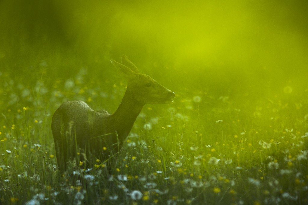 Histoire de faon - Prises 2 Vues - Photos Nature